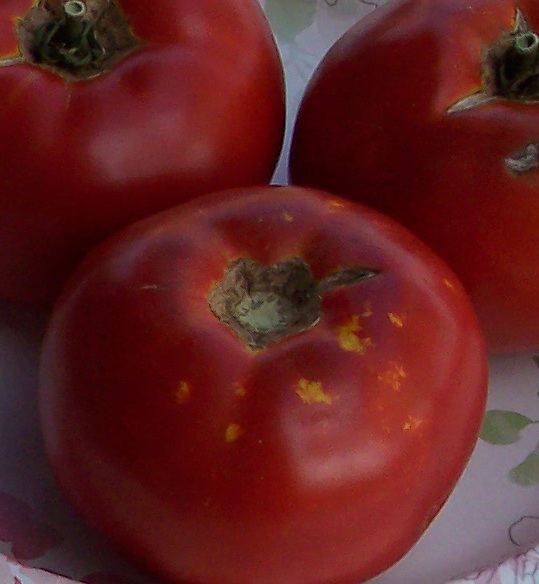 Tomato Contest 101_3181 – Virginia's River Realm