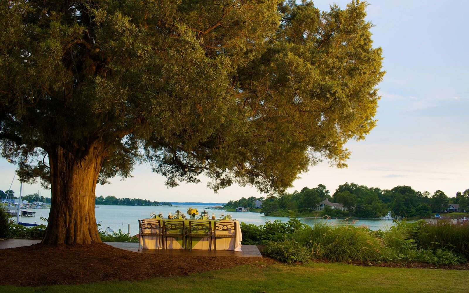 tides inn tree – Virginia's River Realm